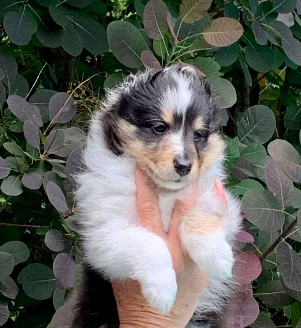 Divine Shetland Sheepdogs